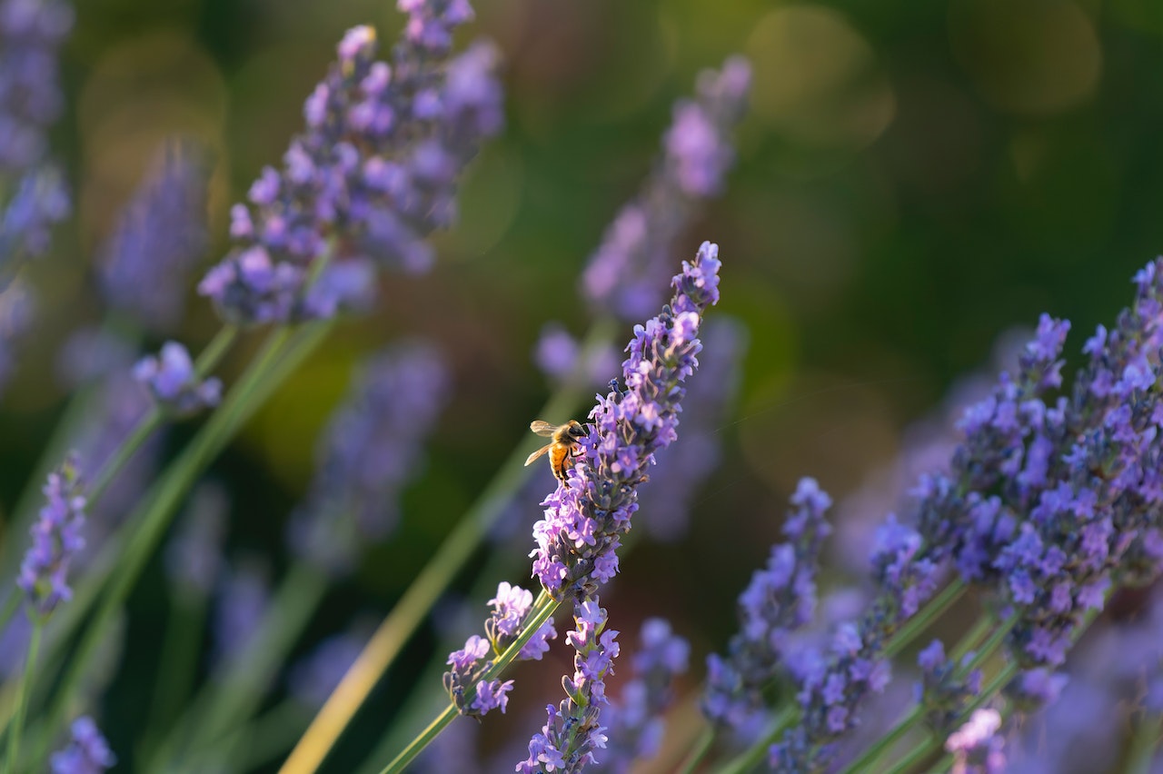 How to make your garden greener